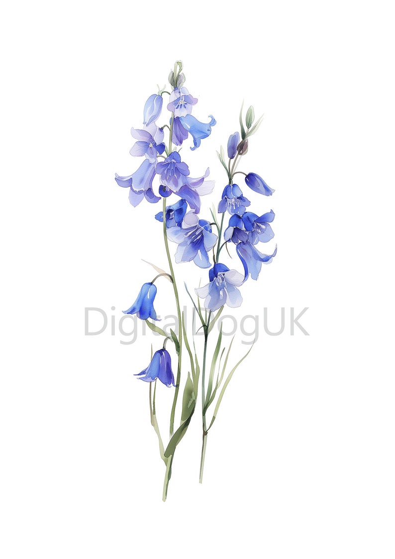 Bluebells Watercolor Art Painting, Floral Clipart Illustration, Wall ...