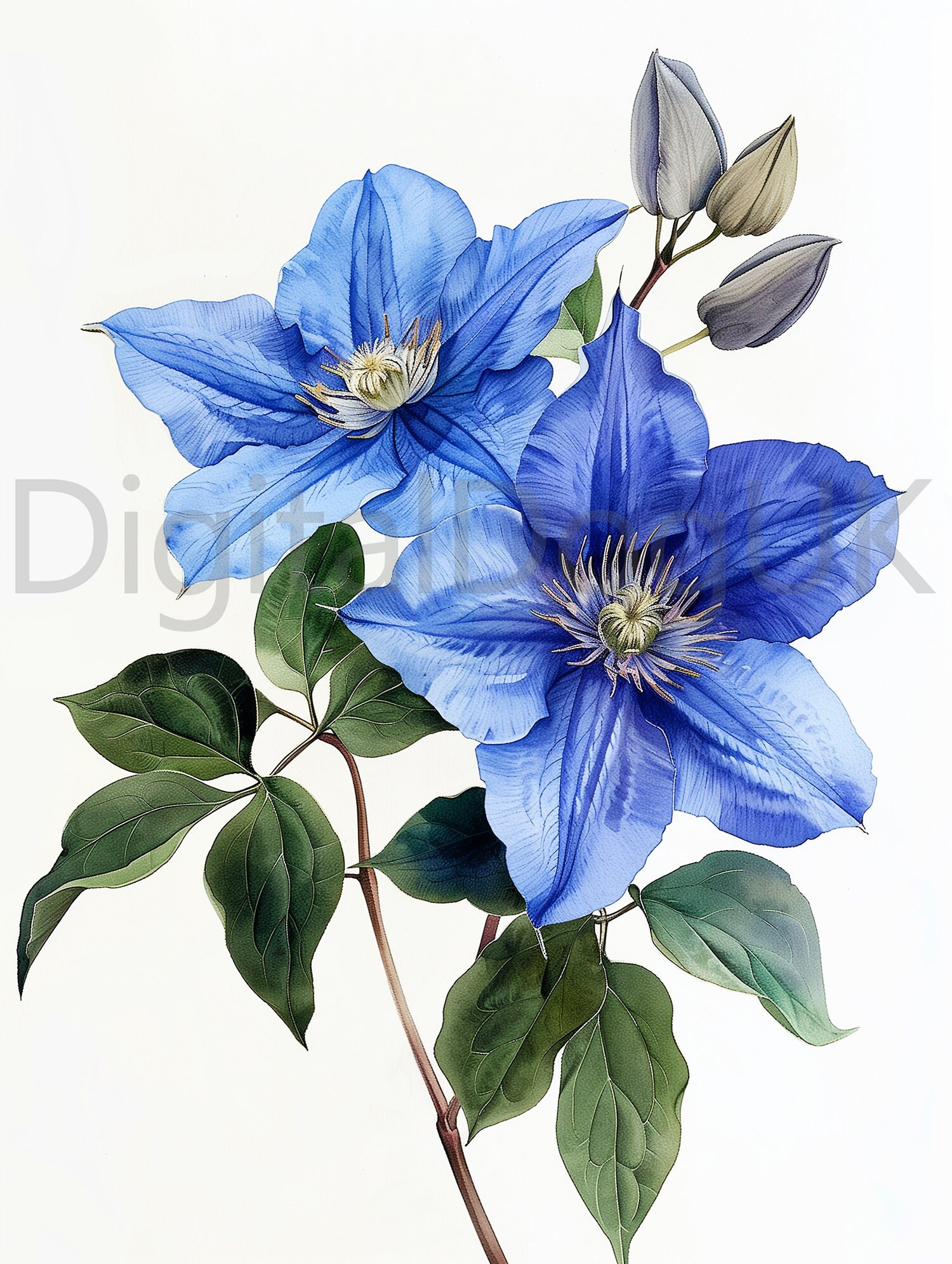 Flower Clipart Clematis Botanical Illustration Set 8 Quality Jpeg, for ...