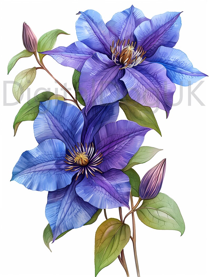 Flower Clipart Clematis Botanical Illustration Set 8 Quality Jpeg, for ...