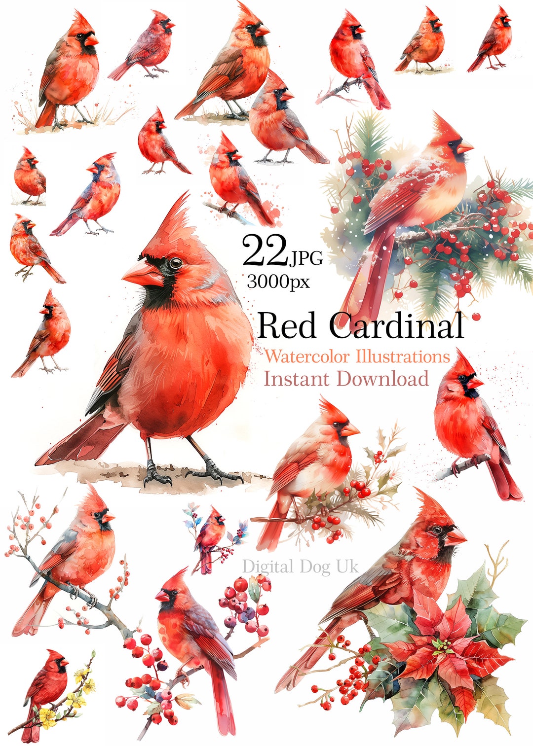 Watercolor Red Cardinal Bird Clipart Illustration Isolated for Printing ...