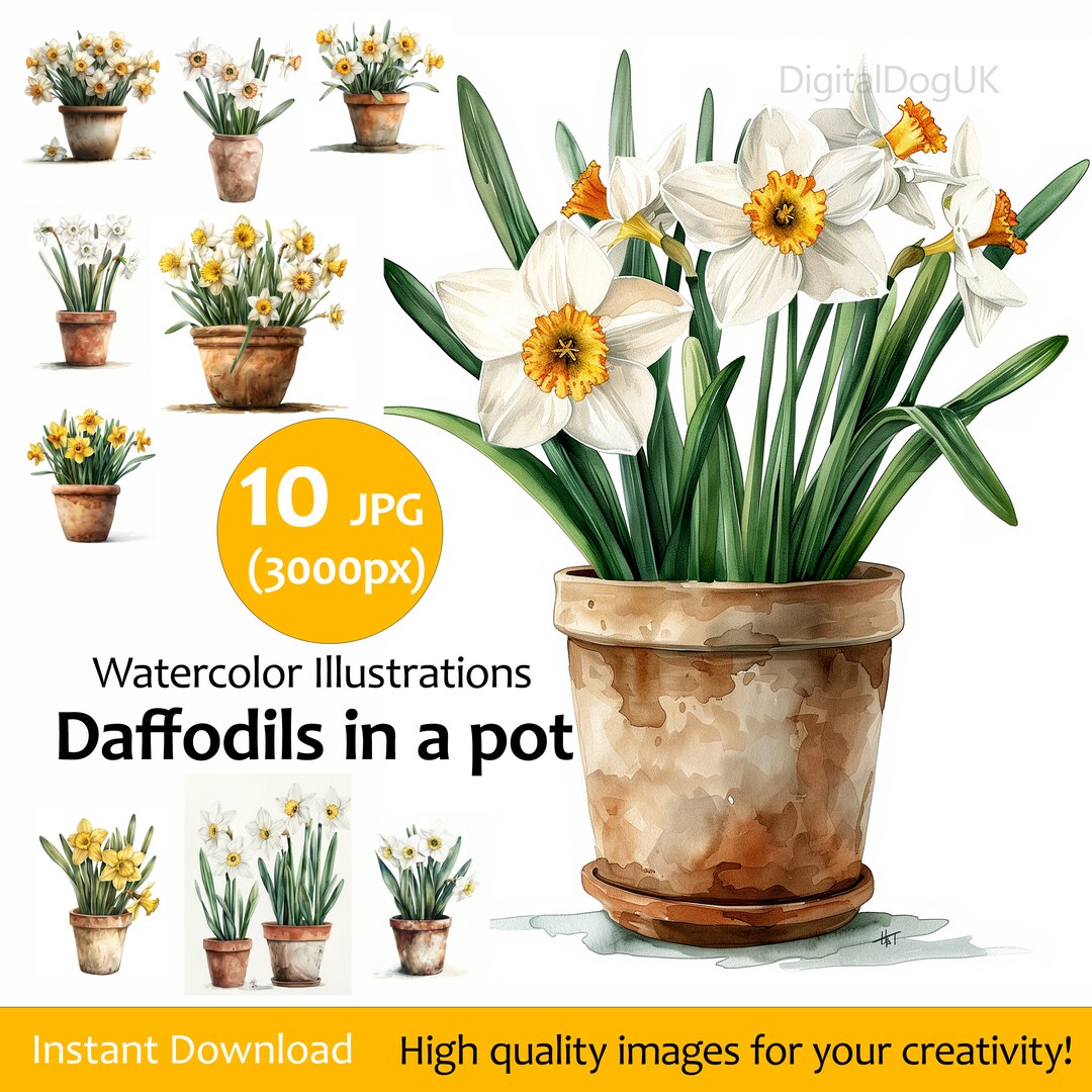 Watercolor Clipart Bundle Bouquet Spring Daffodils Flowers, Narcissus ...