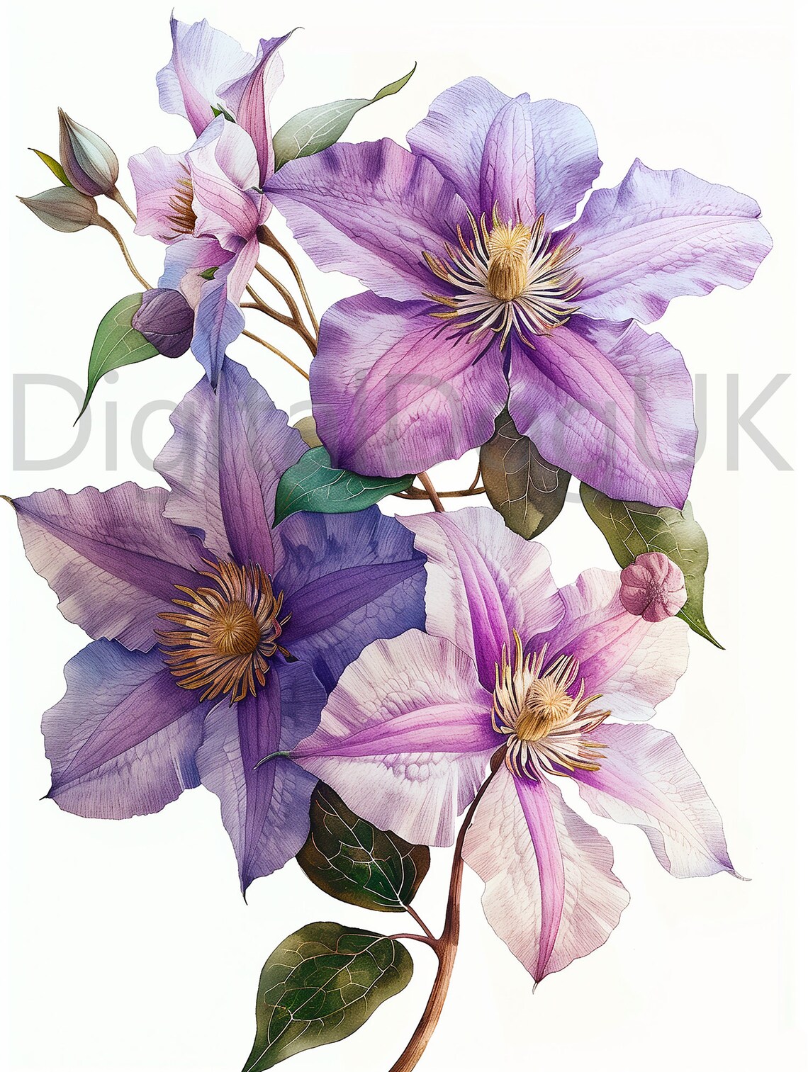 Flower Clipart Clematis Botanical Illustration Set 8 Quality Jpeg, for ...