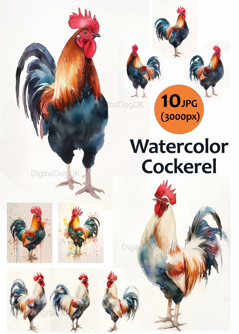 Watercolor Cockerel Clipart Bundle, Watercolor Illustration Roaster ...