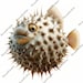 6 Pufferfish Clipart, Fancy Fish PNG, Digital Graphic, Instant Download ...