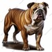 6 English Bulldog, English Bulldog Clipart PNG, English Bulldog Image ...