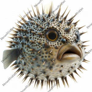 6 Pufferfish Clipart, Fancy Fish PNG, Digital Graphic, Instant Download ...