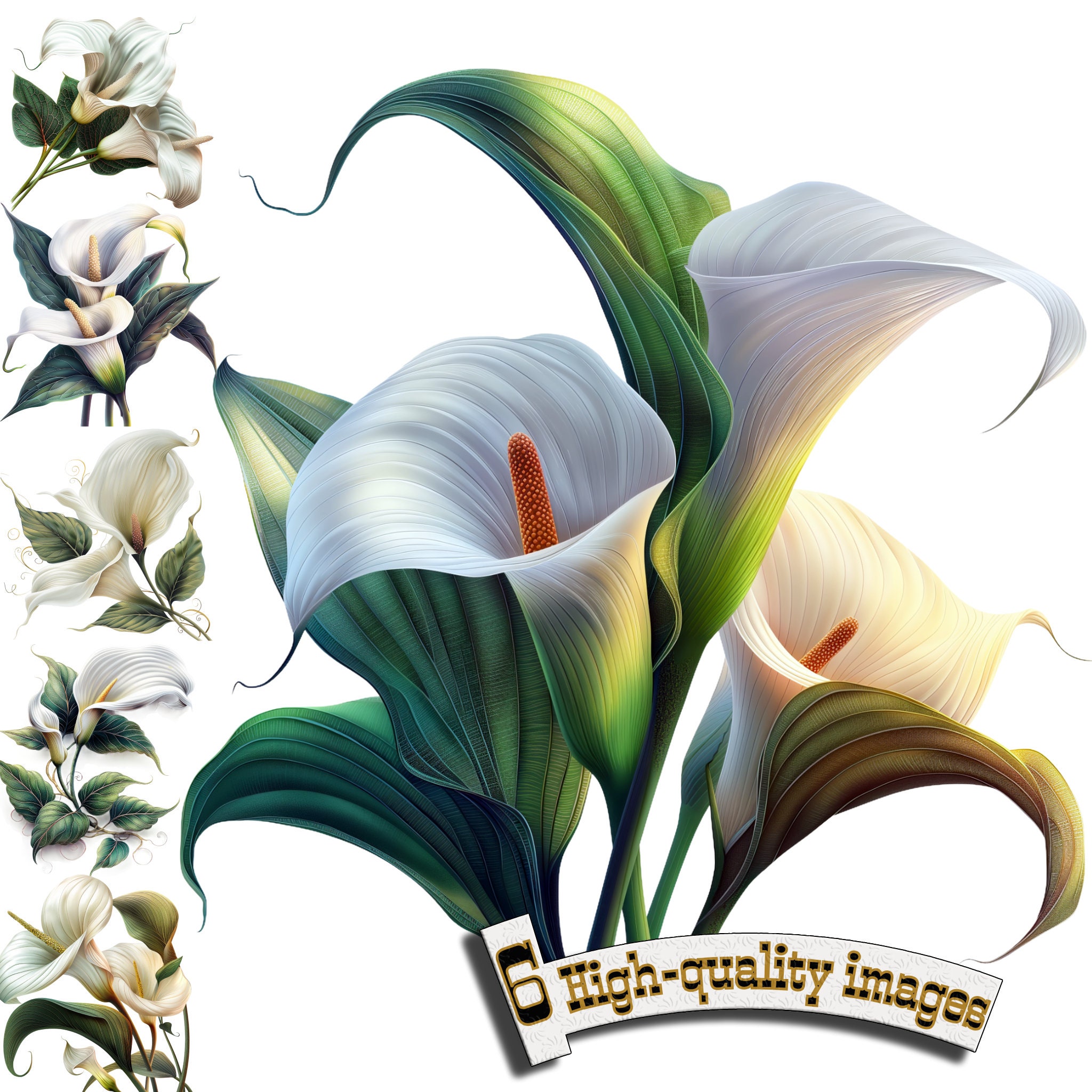 6 White Сalla Lily Flower Clipart, Calla Lily Watercolor, High Quality ...
