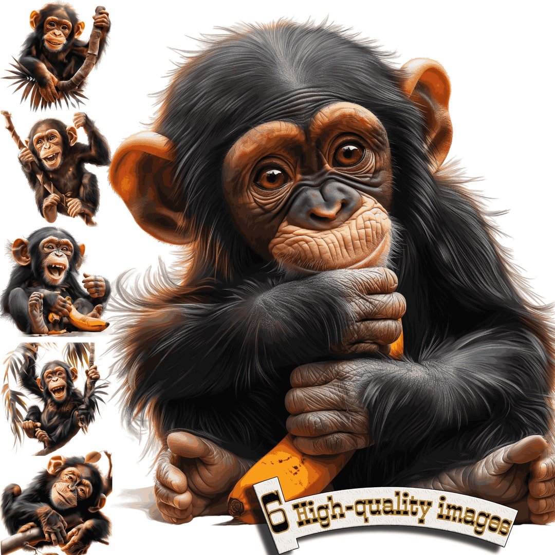 6 Adorable Chimpanzee Clipart PNG: Digital Wildlife Graphics for T ...