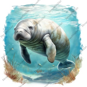 6 Cute Manatee Clipart, Manatee PNG, Manatee in the Ocean, Manatee ...