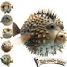 6 Pufferfish Clipart, Fancy Fish PNG, Digital Graphic, Instant Download ...