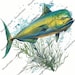 6 Mahi Mahi Fish Clipart, Mahi Mahi Clipart PNG, Fishing, Digital ...