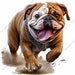 6 English Bulldog, English Bulldog Clipart PNG, English Bulldog Image ...