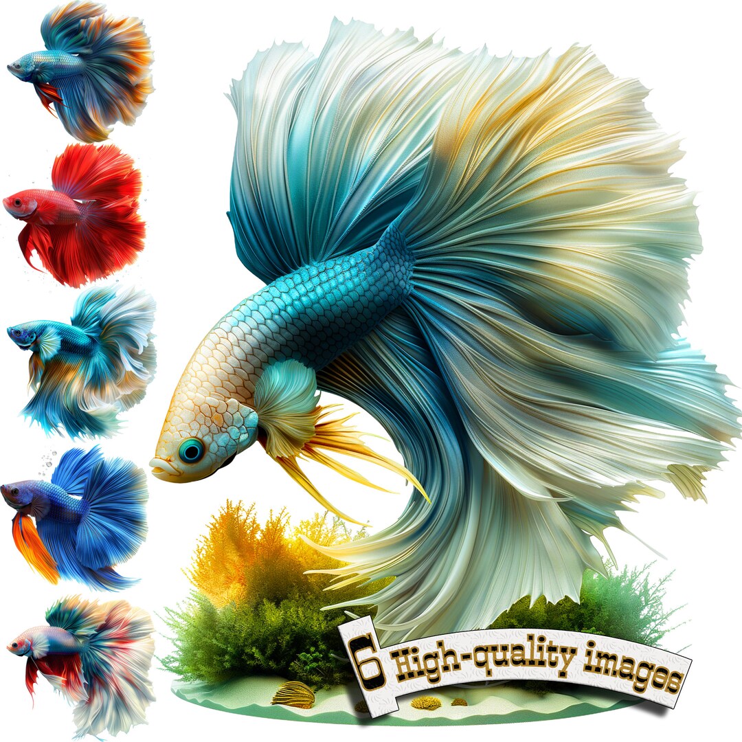 6 Betta Fish Clipart, Betta Fish Clipart PNG, Fishing, Digital Graphic ...