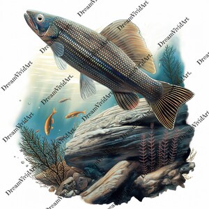 6 Grayling Fish Clipart, Grayling Clipart PNG, Fishing, Digital Graphic ...