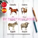All Animals Turkish Spanish Bilingual Cards 60 Spanish Flash Cards ...