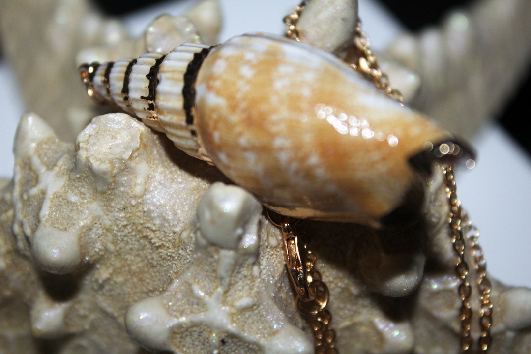 Polished and Gilded Conch Shell Pendant on a 28" Gold Filled Cable ...