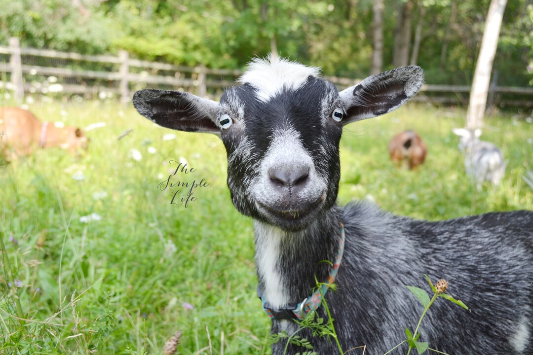 5x7 Greeting Card miss Mischievous - Etsy