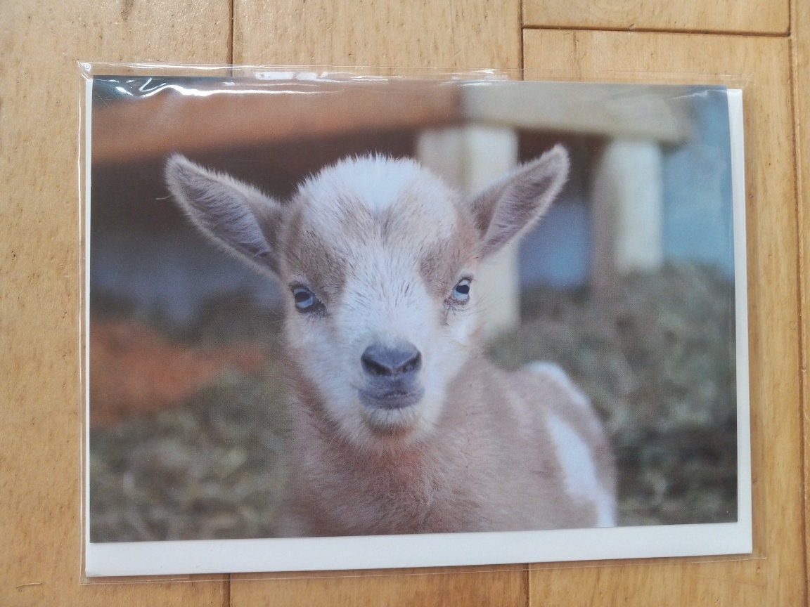 5x7 Greeting Card miss Mischievous - Etsy