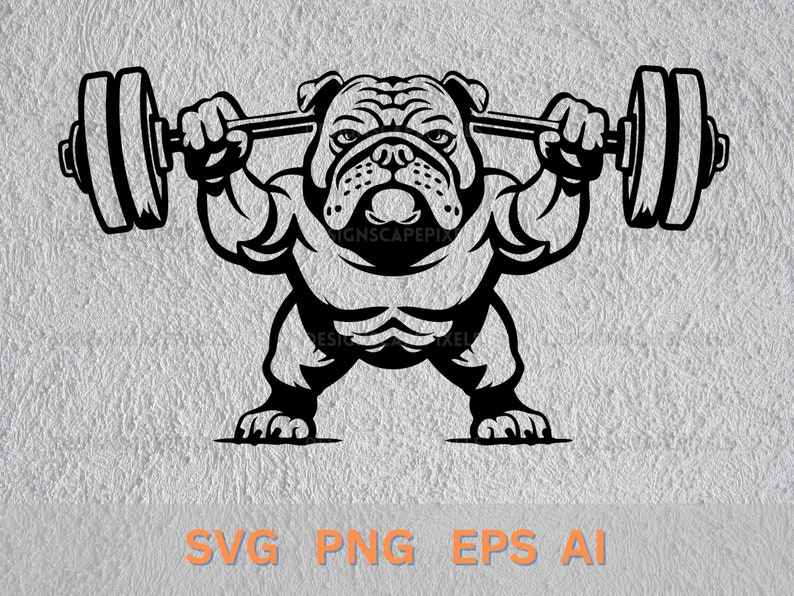 Bulldog SVG Bulldog Body Builder Svg Bulldog Weights PNG Bulldog Vector ...