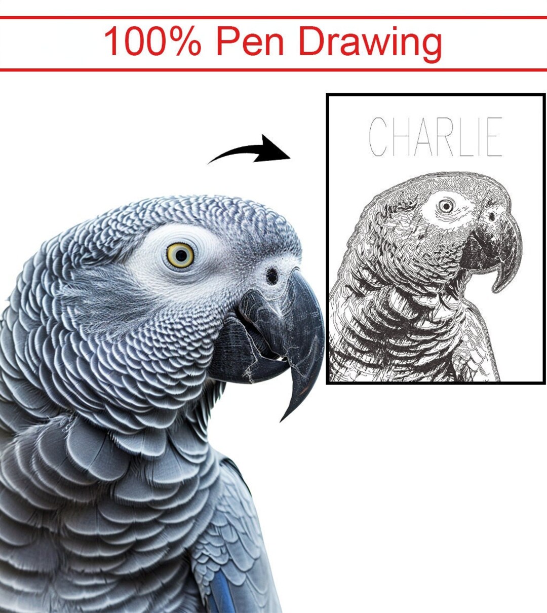 Hand-drawn Parrot Portrait, Custom Parrot Drawing, Parrot Portrait From ...