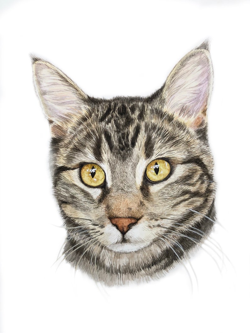 Tabby Cat Art Print - Etsy