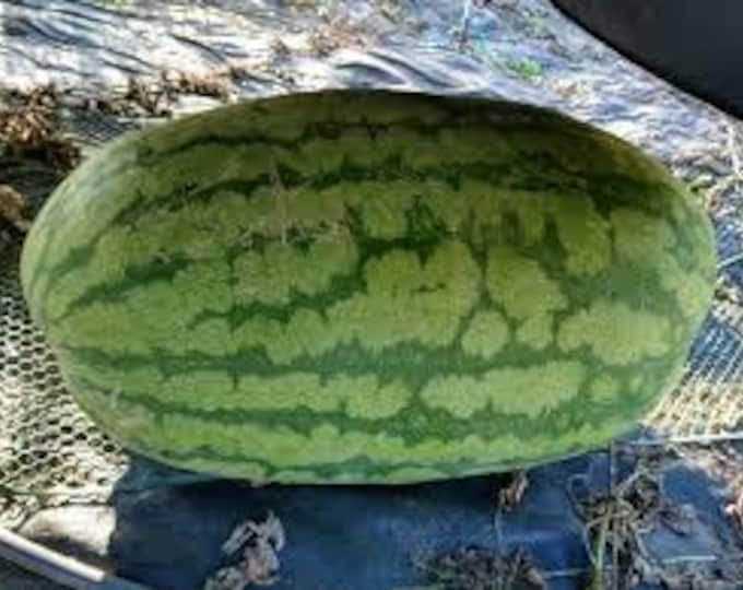 75 Pound Carolina Cross Watermelon Seeds! Massive Prize Winning Melons ...