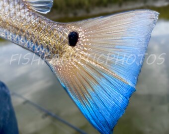 Redfish Open Edition Print by Flick Ford, Southern Gamefish, Gulf Coast ...