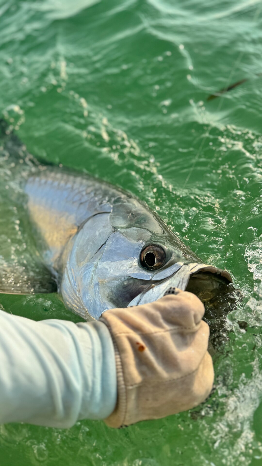 Tarpon Facegrab Florida Keys Print Wall Art - Etsy