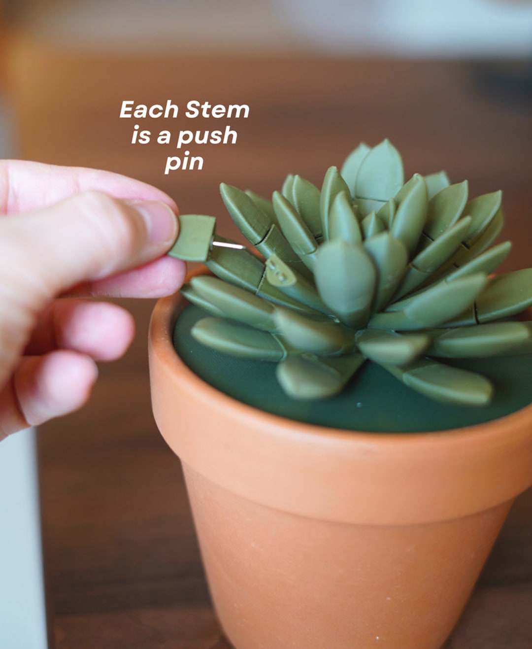Push Pin Succulent | House Plant Push Pin Holder | Office Decor | Home ...