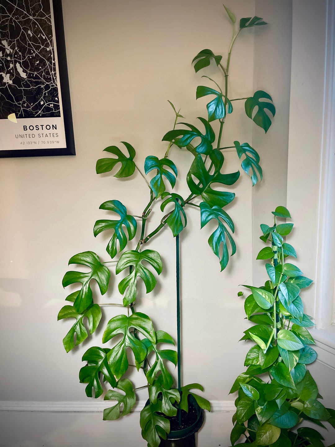 Mini Monstera 'ginny' Lush, Easy-care Indoor Marvel - Etsy