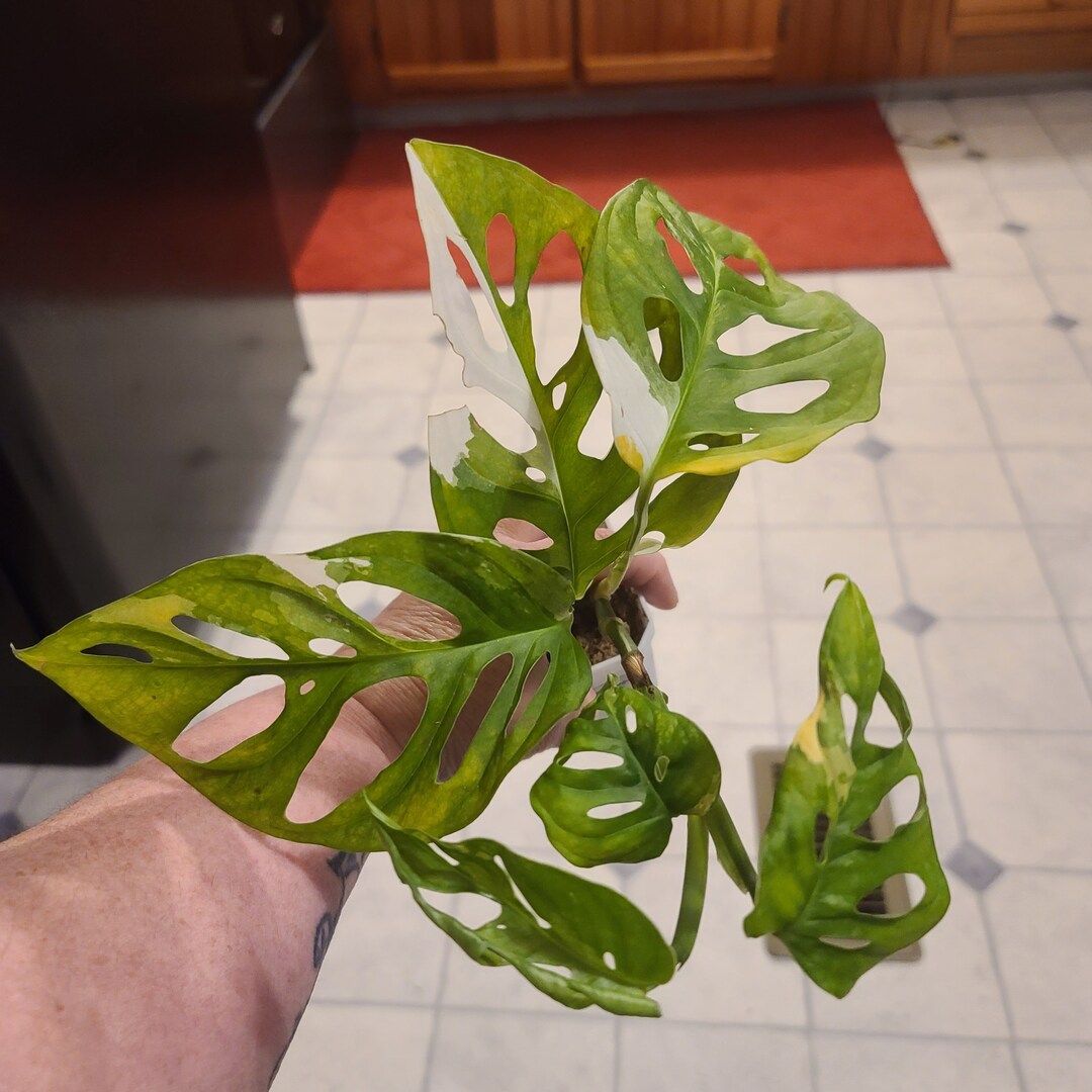 Monstera Adansonii Tri-color - Etsy