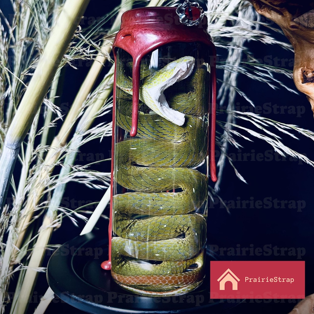 Real Snake Wet Specimen, Red Magic Eyes Decorated Bamboo Green Snake ...