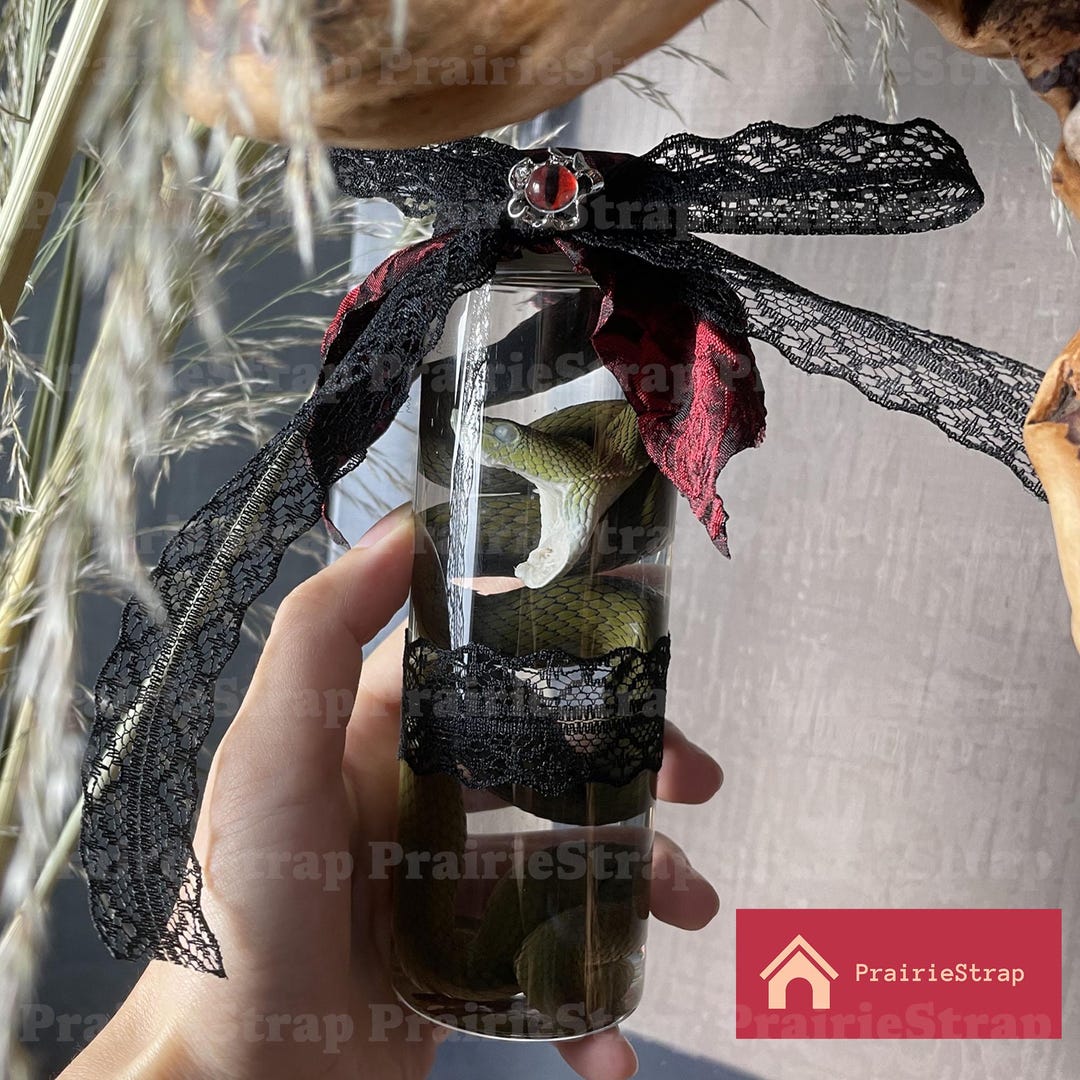 Real Snake Wet Specimen, Goth Dark Bloodthirsty Decoration Serpent ...