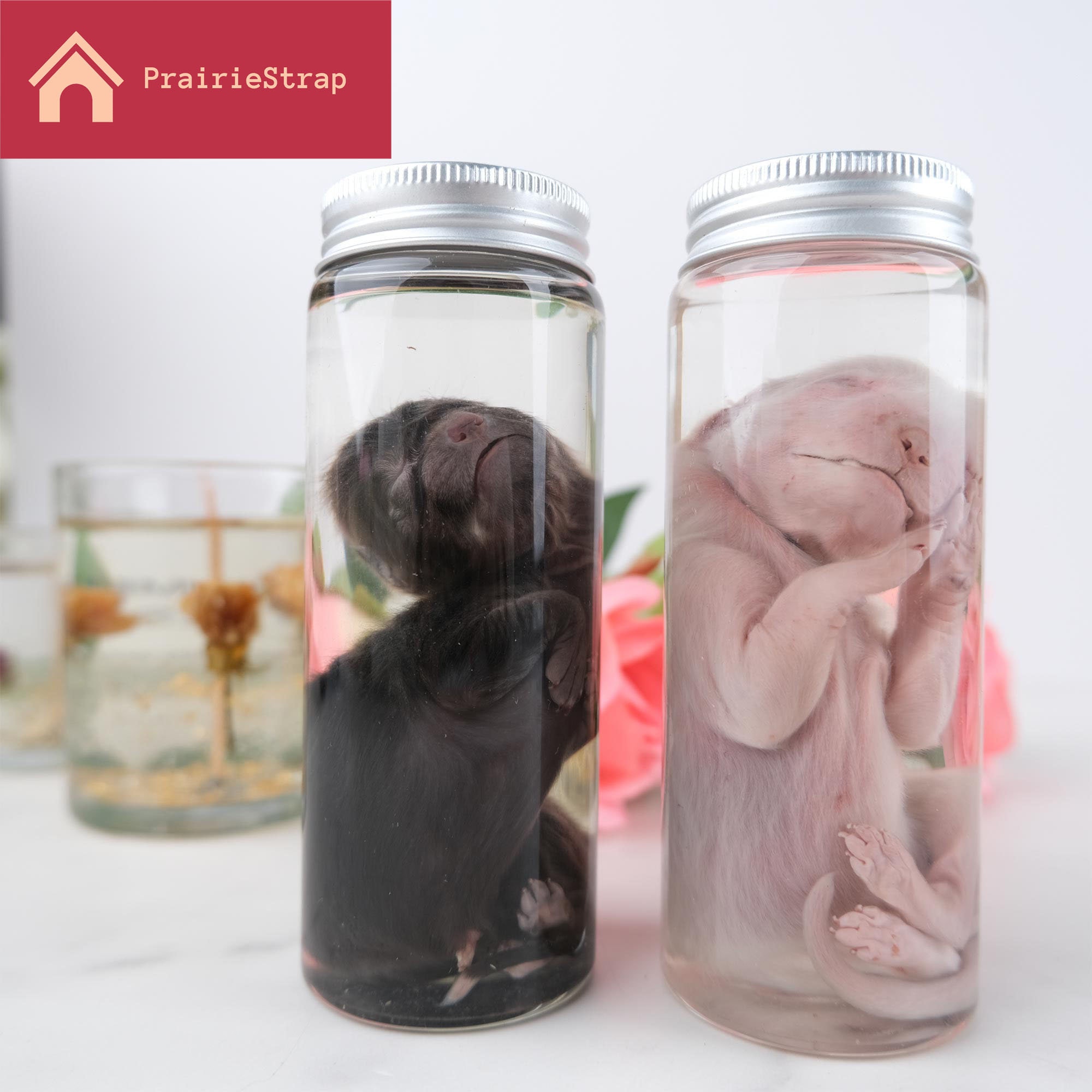 Fox Specimen in Liquid, Cute Fox (glass Jar), Taxidermy Fox, Fox Skull ...