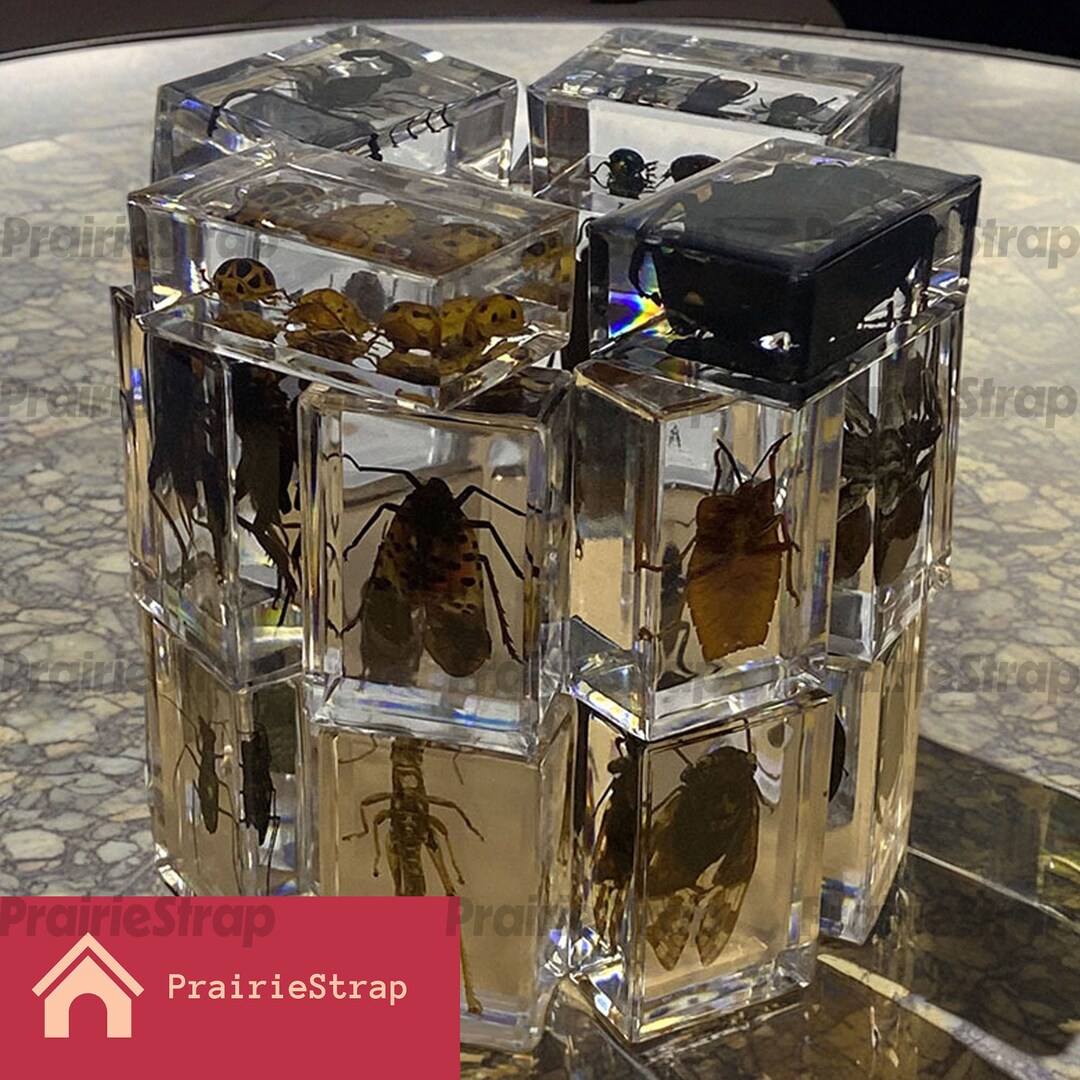 42 Style!!! Real Insect Specimens, Transparent Resin Specimens ...