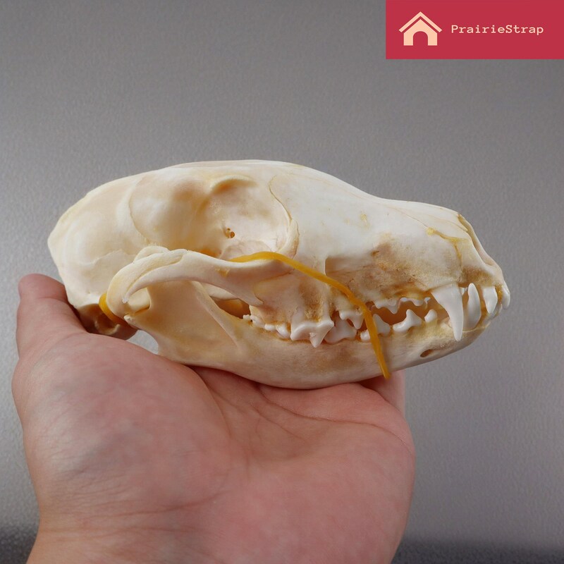 Real Animal Skull - Etsy