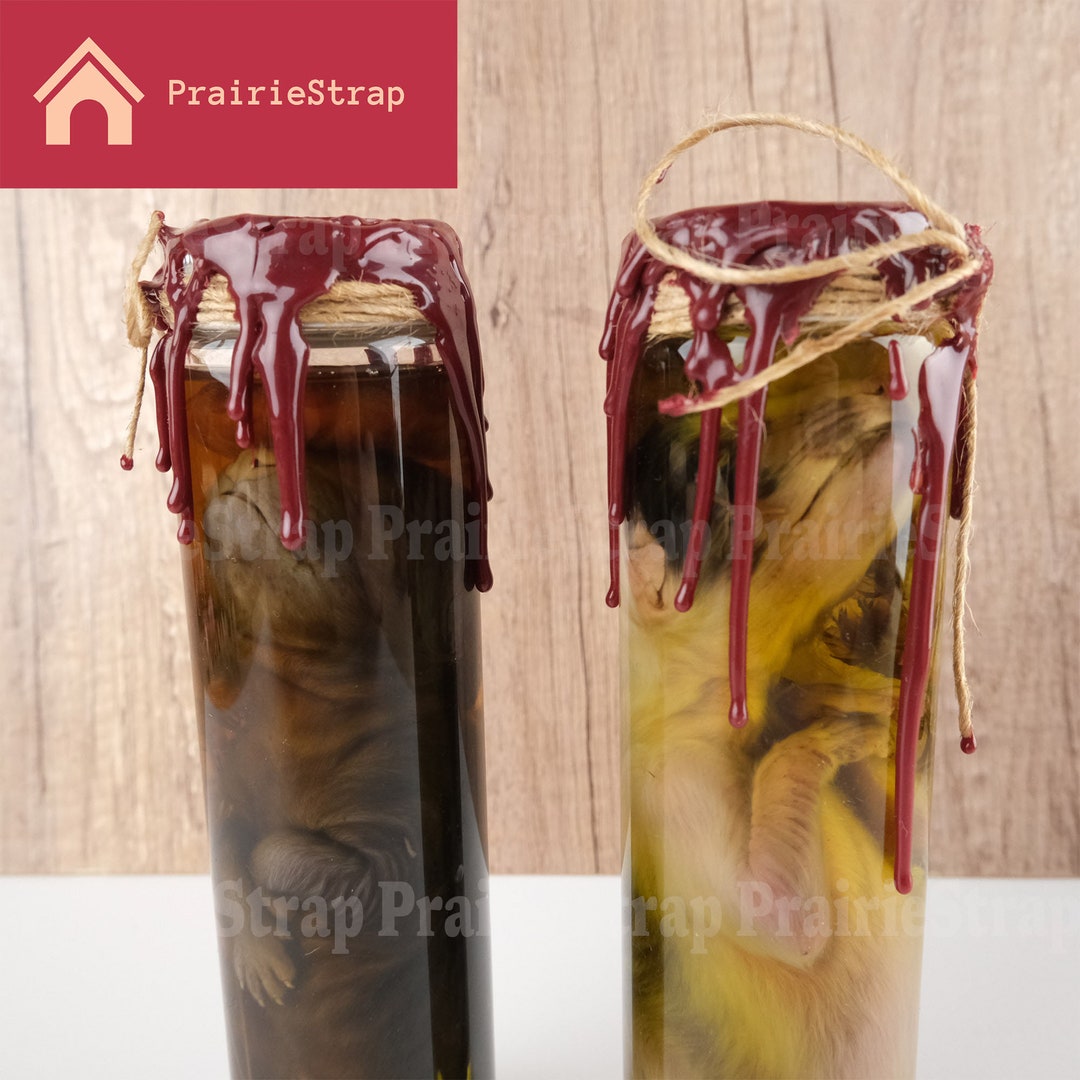 Cute Fox in A Exquisite Glass Jar, Baby Fox Specimen in Liquid ...