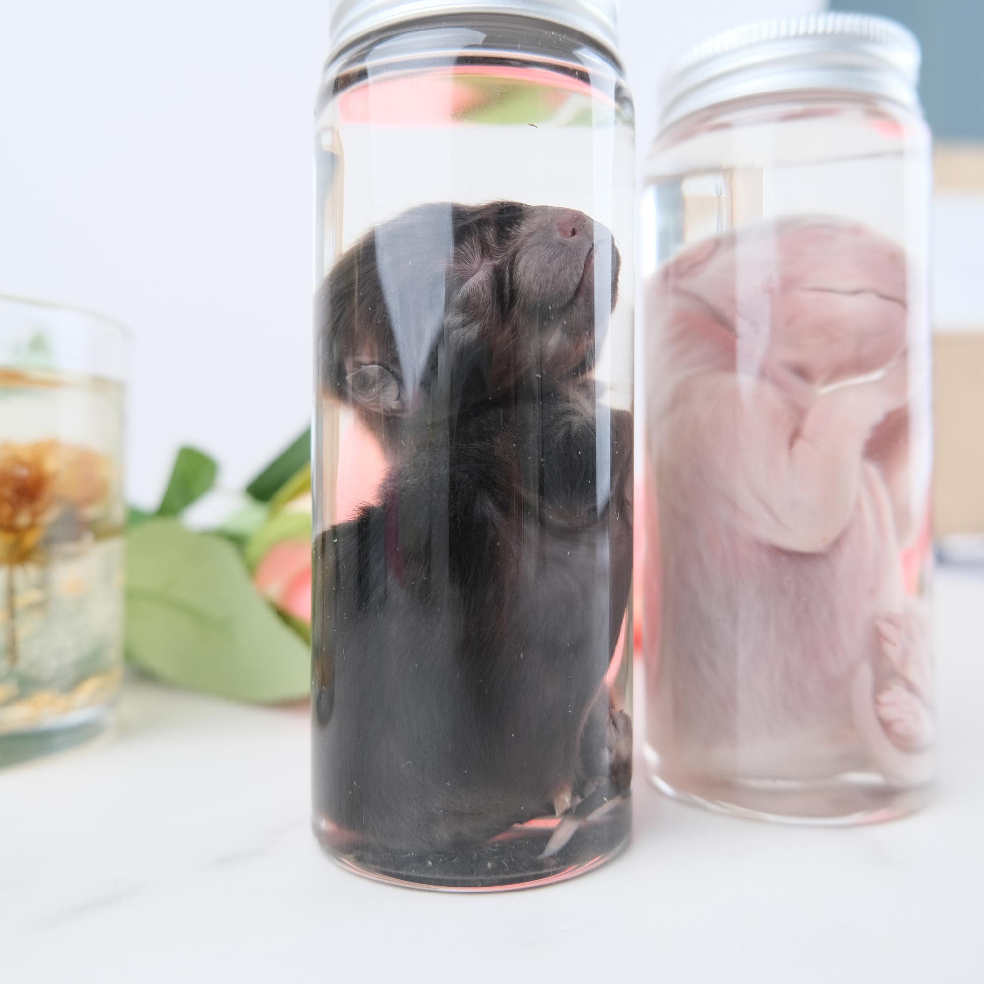 Fox Specimen in Liquid, Cute Fox glass Jar, Taxidermy Fox, Fox Skull ...