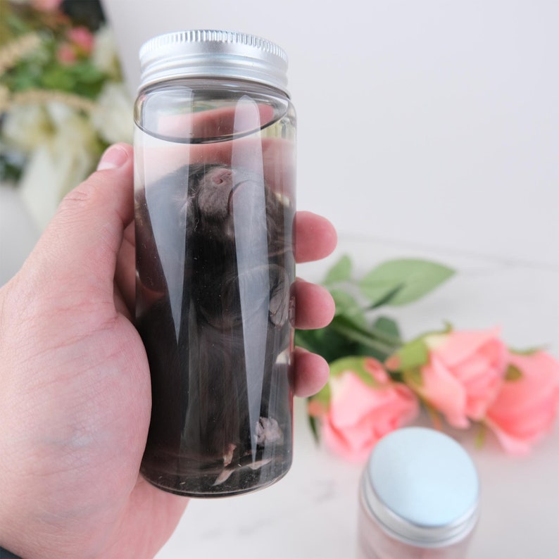 Fox Specimen in Liquid, Cute Fox (glass Jar), Taxidermy Fox, Fox Skull ...