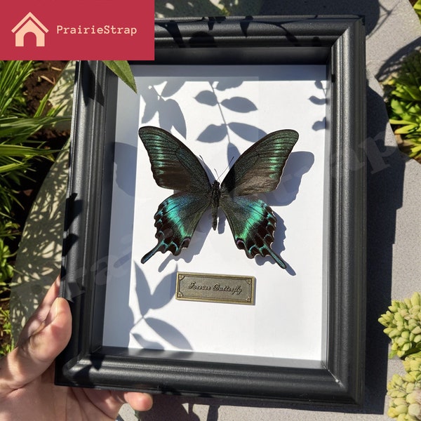 Real Butterfly Framed - Etsy