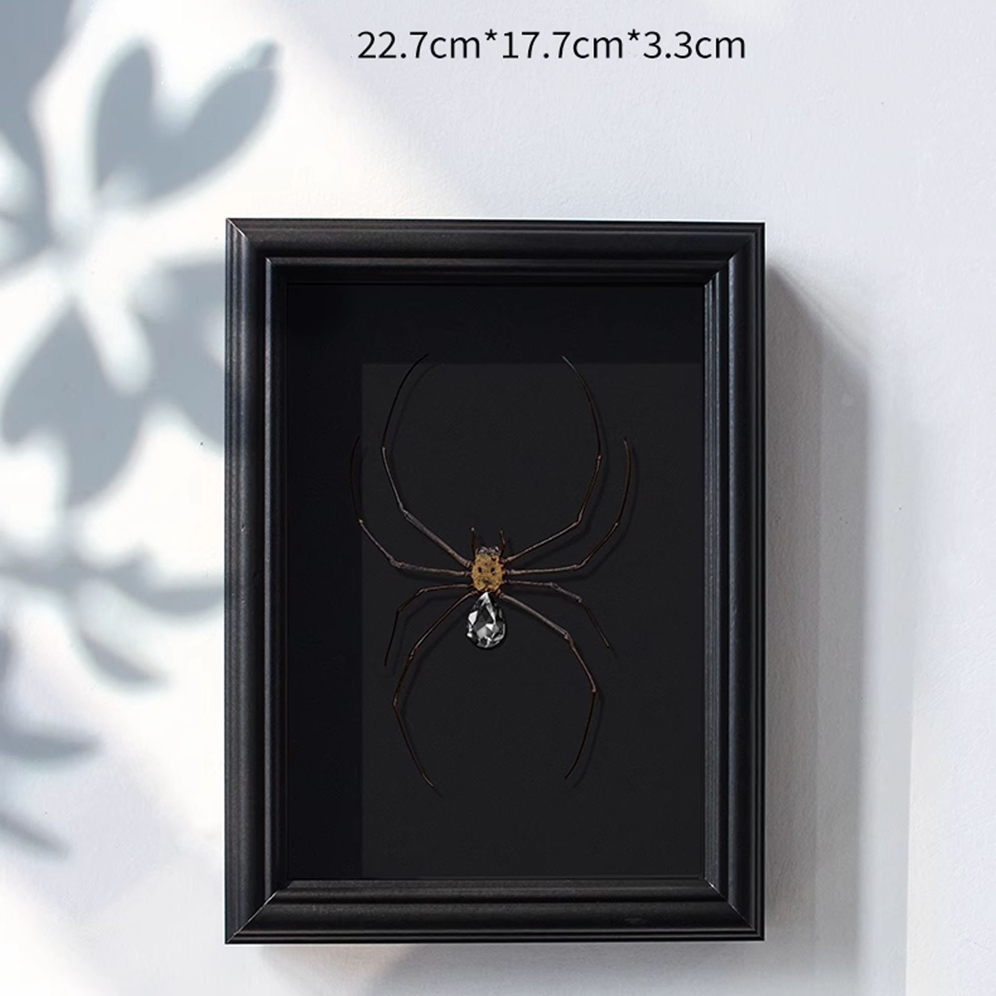 Spider Specimen, Real Spider Specimen in Black/white Frame, Insect ...