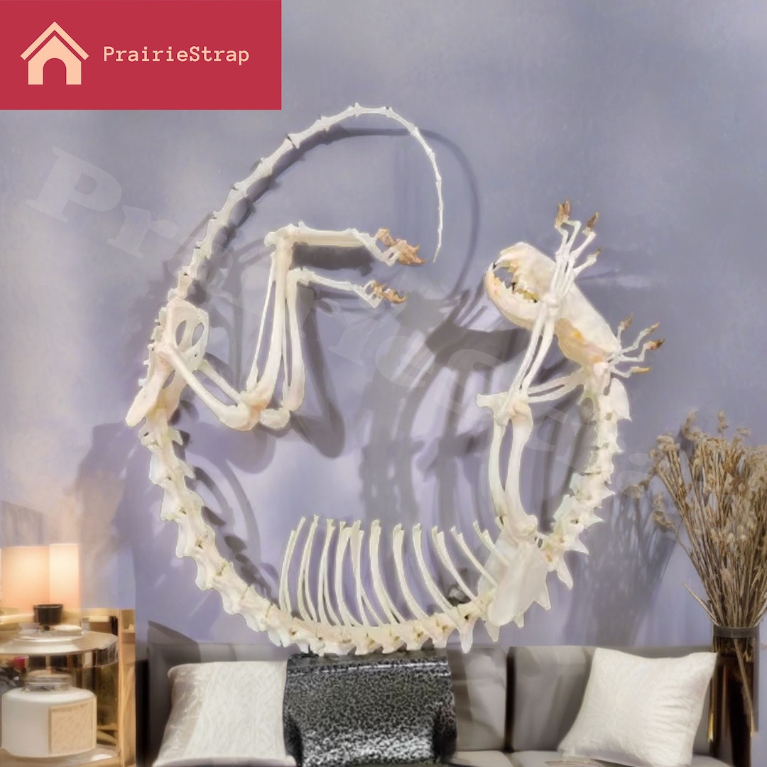 Mink Skeleton Specimen, Full Mink Real Taxidermy Skeleton ...