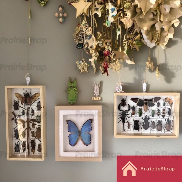 Real Insect Home Decor - Etsy