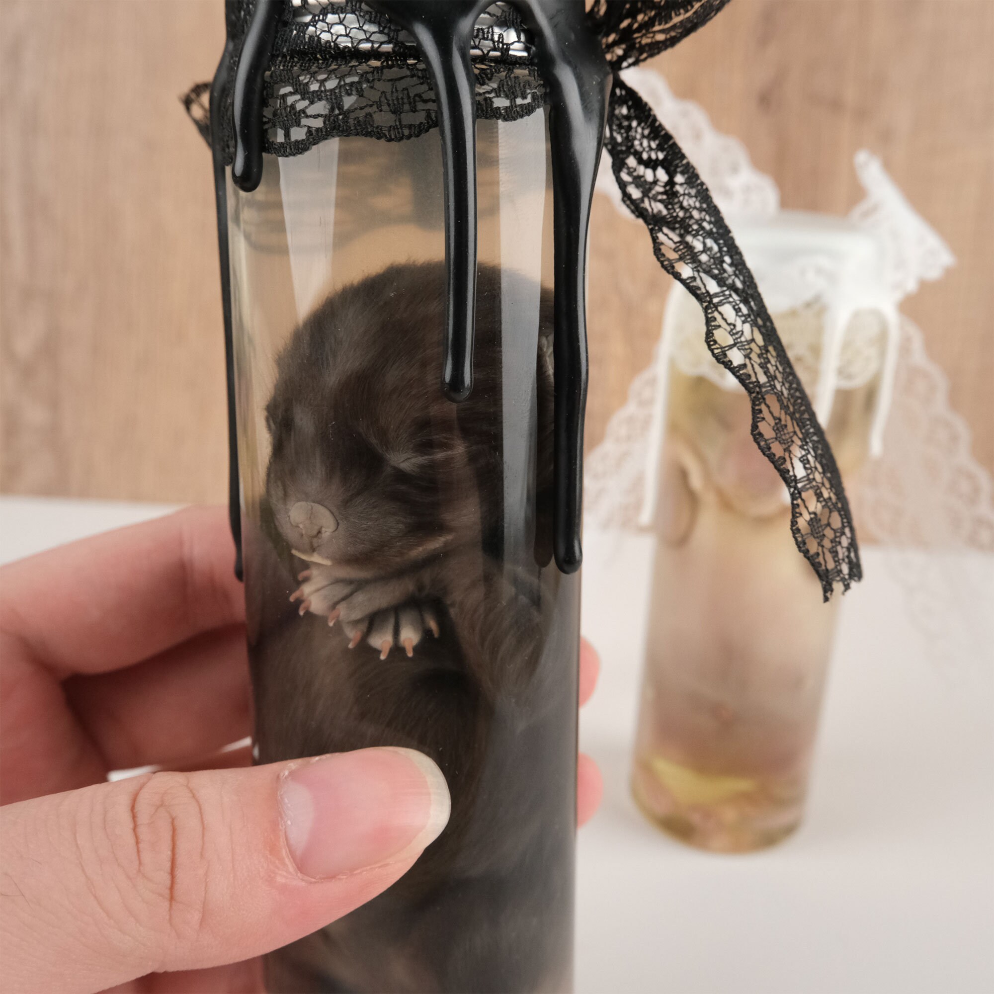 Baby Fox Specimen in Liquid, Cute Fox glass Jar, Taxidermy Fox, Natural ...