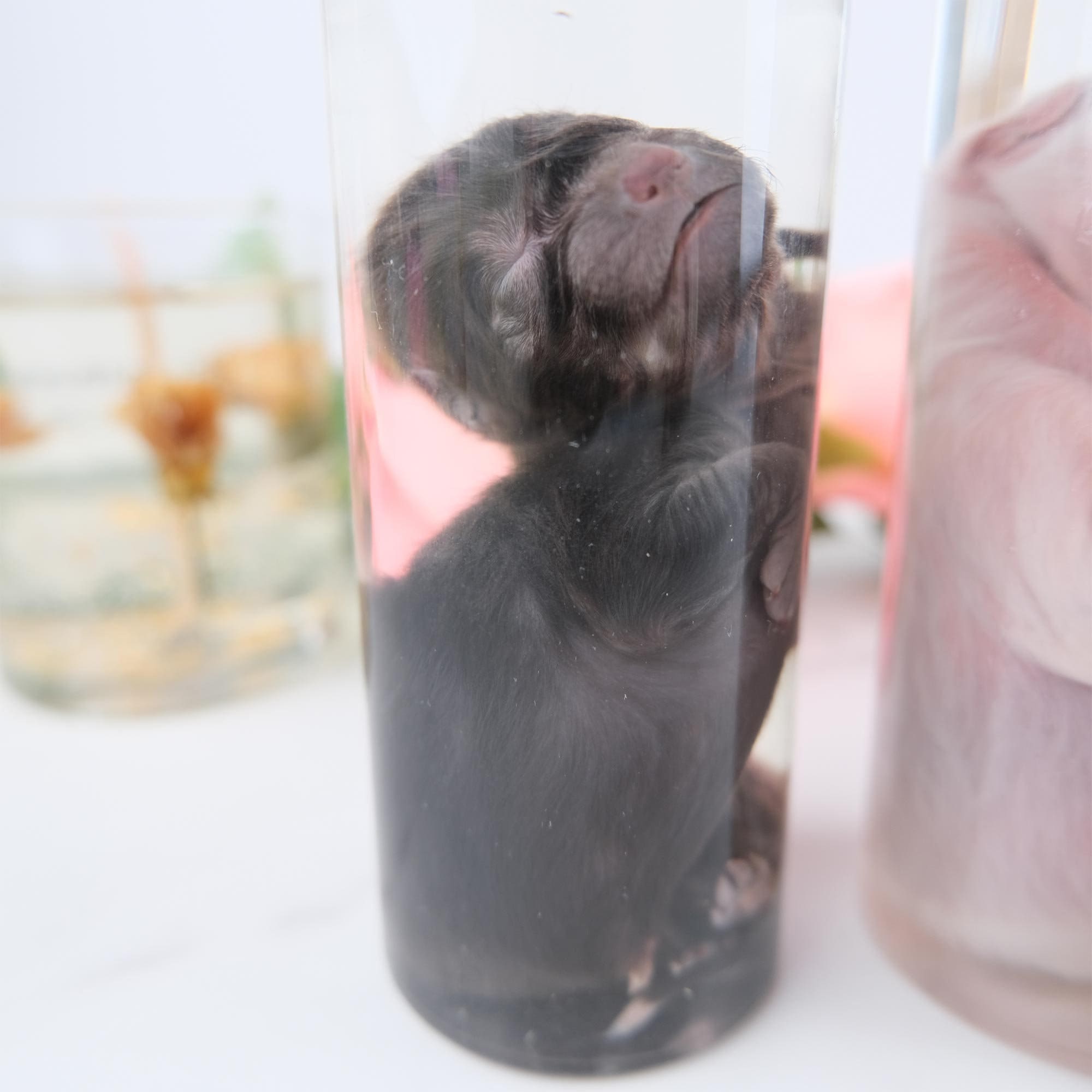 Fox Specimen in Liquid, Cute Fox glass Jar, Taxidermy Fox, Fox Skull ...