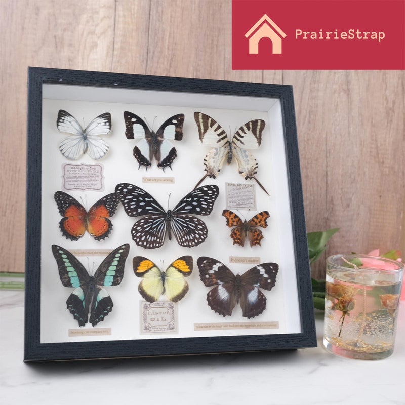 Framed Butterfly - Etsy