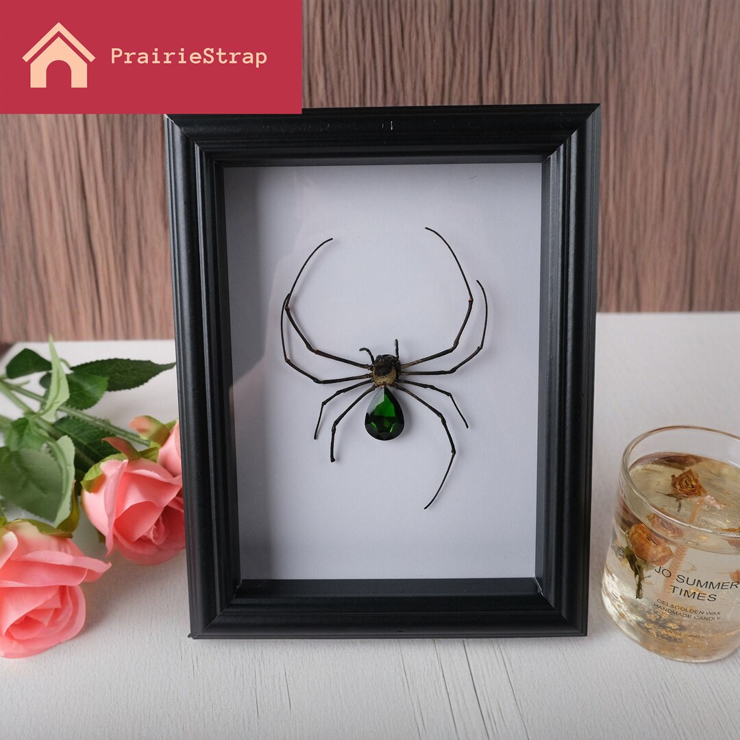Spider Specimen, Real Spider Specimen in Black/white Frame, Insect ...