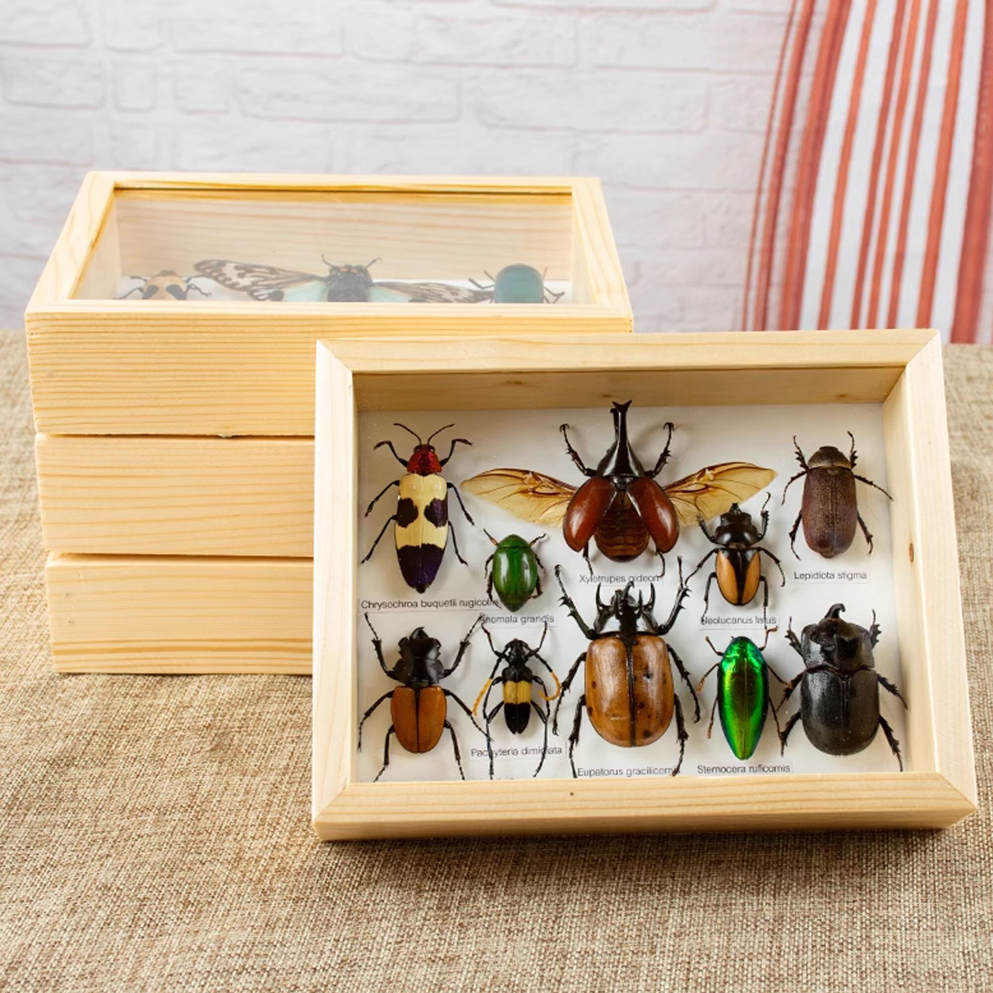 Real Insect Specimen Set, Set Mix Beetle Insect Taxidermy Entomology ...