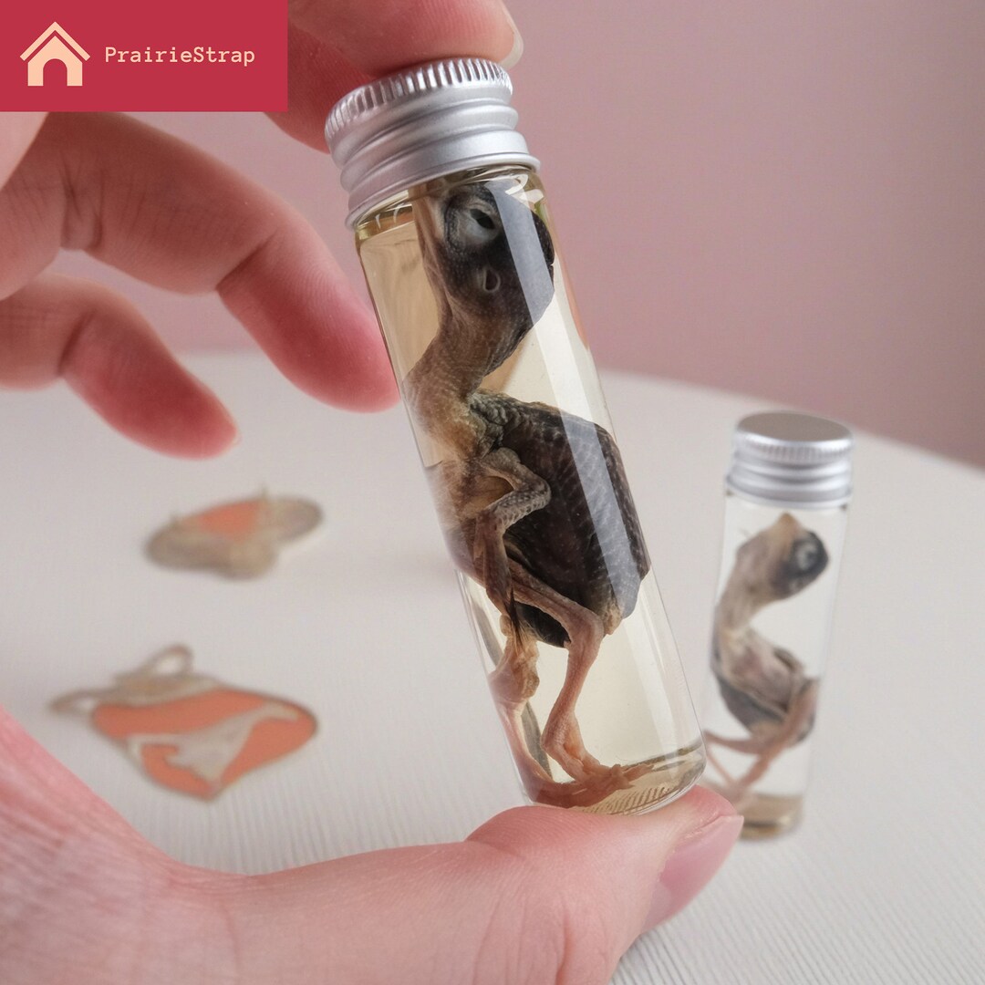 Real Bird Little Quail Wet Specimen, Vintage Natural Gift, Real Animal ...