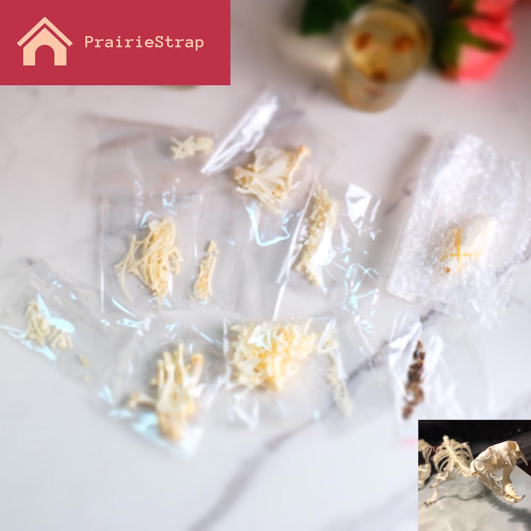 Mink Skeleton Specimen, Wholesale Real Mink Skull Bone Specimen After ...